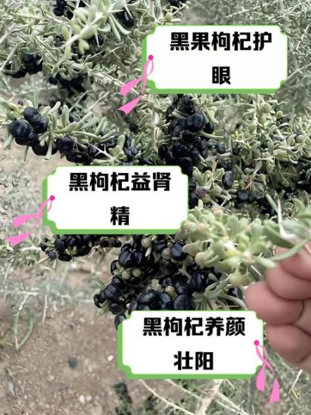 黑枸杞的功效与作用有哪些_黑枸杞怎么泡水喝最好-第1张图片-山城妙识