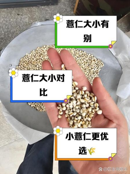 薏仁和薏米一样吗_区别与功效-第1张图片-山城妙识