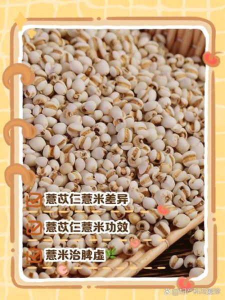 薏仁和薏米一样吗_区别与功效-第2张图片-山城妙识