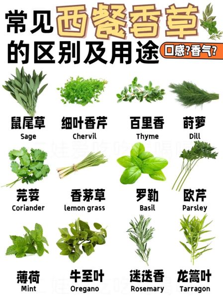 芫茜是什么_芫茜和香菜的区别-第3张图片-山城妙识