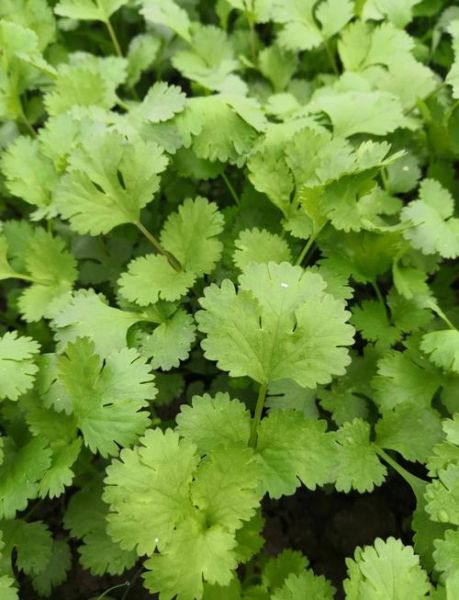 芫茜是什么_芫茜和香菜的区别-第1张图片-山城妙识 芫茜是什么_芫茜和香菜的区别-第1张图片-山城妙识