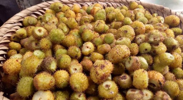 野刺梨多少钱一斤_野刺梨价格受哪些因素影响-第1张图片-山城妙识 野刺梨多少钱一斤_野刺梨价格受哪些因素影响-第1张图片-山城妙识