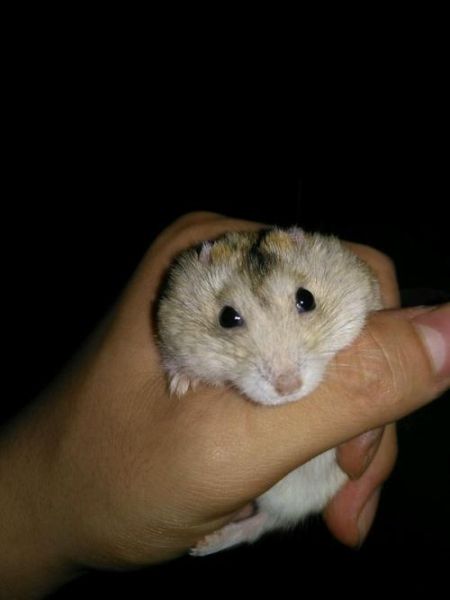 布丁鼠吃什么_布丁鼠能吃什么蔬菜水果-第3张图片-山城妙识