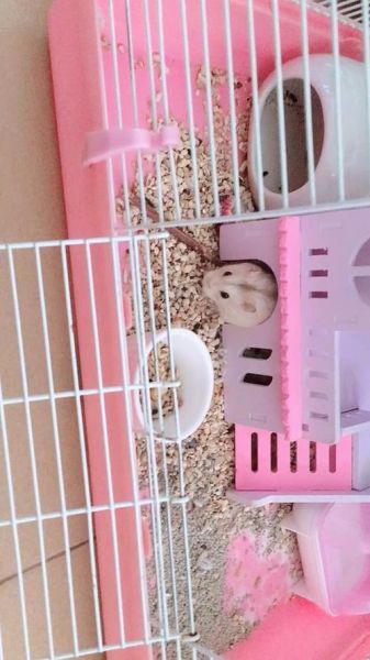 布丁鼠吃什么_布丁鼠能吃什么蔬菜水果-第1张图片-山城妙识