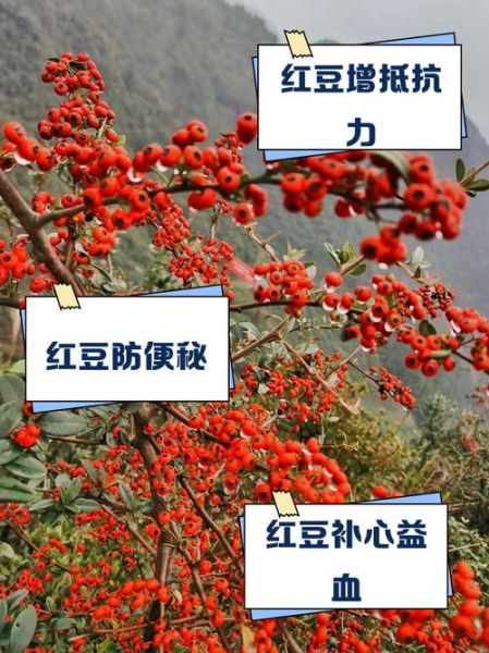 红豆的功效与作用_红豆的禁忌人群有哪些-第1张图片-山城妙识 红豆的功效与作用_红豆的禁忌人群有哪些-第1张图片-山城妙识