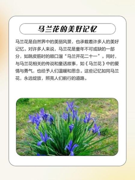 马兰花寓意是什么_马兰花为什么不怕风雨-第1张图片-山城妙识 马兰花寓意是什么_马兰花为什么不怕风雨-第1张图片-山城妙识