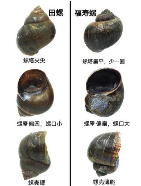 田螺吃哪个部位图解_田螺可食用部位详解-第2张图片-山城妙识 田螺吃哪个部位图解_田螺可食用部位详解-第2张图片-山城妙识