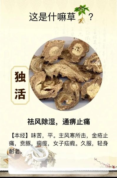 独活图片长什么样_独活与羌活区别-第3张图片-山城妙识 独活图片长什么样_独活与羌活区别-第3张图片-山城妙识