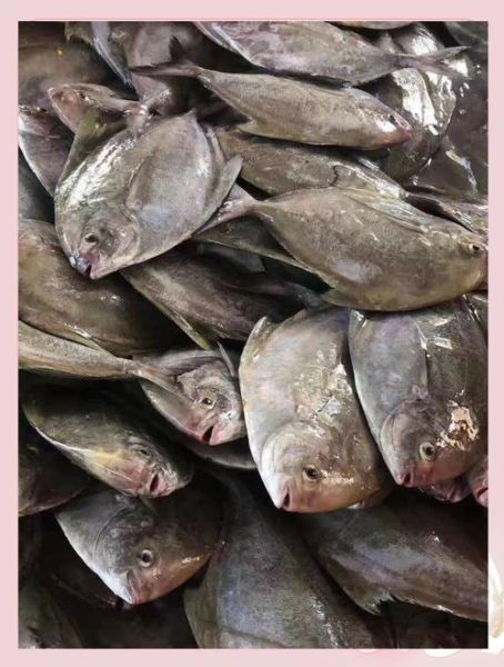 黑鲳鱼和白鲳鱼的区别_哪个更好吃-第1张图片-山城妙识 黑鲳鱼和白鲳鱼的区别_哪个更好吃-第1张图片-山城妙识