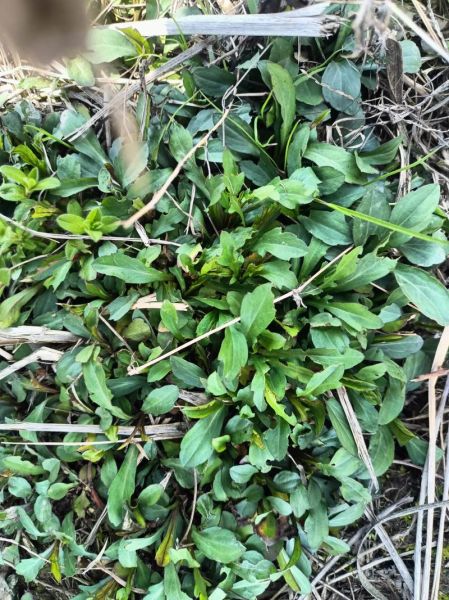 野生马兰头什么时候开花_野生马兰头开花图片长什么样-第1张图片-山城妙识