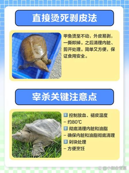 甲鱼怎么杀法图解_甲鱼宰杀步骤-第3张图片-山城妙识 甲鱼怎么杀法图解_甲鱼宰杀步骤-第3张图片-山城妙识