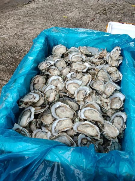 海蛎子多少钱一斤_海蛎子价格受哪些因素影响-第1张图片-山城妙识 海蛎子多少钱一斤_海蛎子价格受哪些因素影响-第1张图片-山城妙识