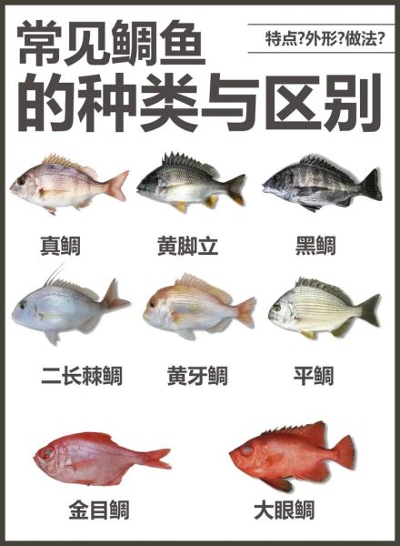 鲷鱼的营养价值_鲷鱼的功效与作用-第2张图片-山城妙识 鲷鱼的营养价值_鲷鱼的功效与作用-第2张图片-山城妙识