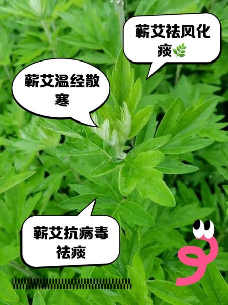 艾蒿草药的功效与作用_艾蒿怎么使用效果最好-第3张图片-山城妙识 艾蒿草药的功效与作用_艾蒿怎么使用效果最好-第3张图片-山城妙识