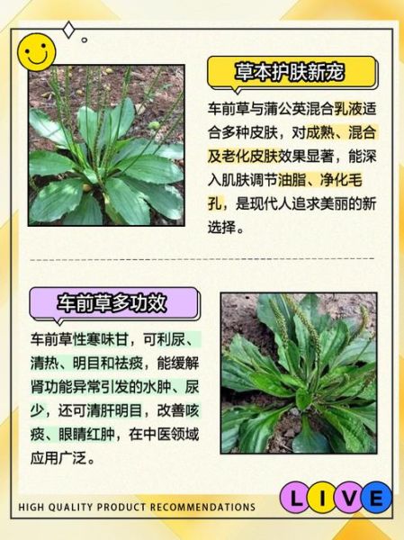 车前草副作用有哪些_车前草泡水喝禁忌-第3张图片-山城妙识 车前草副作用有哪些_车前草泡水喝禁忌-第3张图片-山城妙识