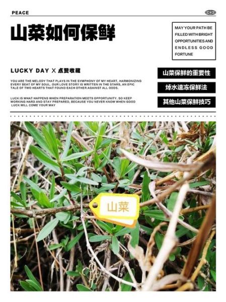 超市袋装山野菜怎么保存_超市袋装山野菜怎么做好吃-第1张图片-山城妙识 超市袋装山野菜怎么保存_超市袋装山野菜怎么做好吃-第1张图片-山城妙识