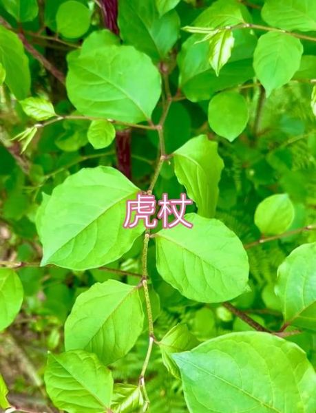 虎杖图片长什么样_虎杖的功效与作用有哪些-第1张图片-山城妙识 虎杖图片长什么样_虎杖的功效与作用有哪些-第1张图片-山城妙识