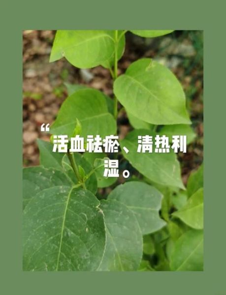 虎杖图片长什么样_虎杖的功效与作用有哪些-第3张图片-山城妙识 虎杖图片长什么样_虎杖的功效与作用有哪些-第3张图片-山城妙识