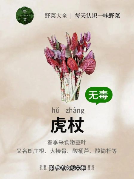 虎杖图片长什么样_虎杖的功效与作用有哪些-第2张图片-山城妙识 虎杖图片长什么样_虎杖的功效与作用有哪些-第2张图片-山城妙识