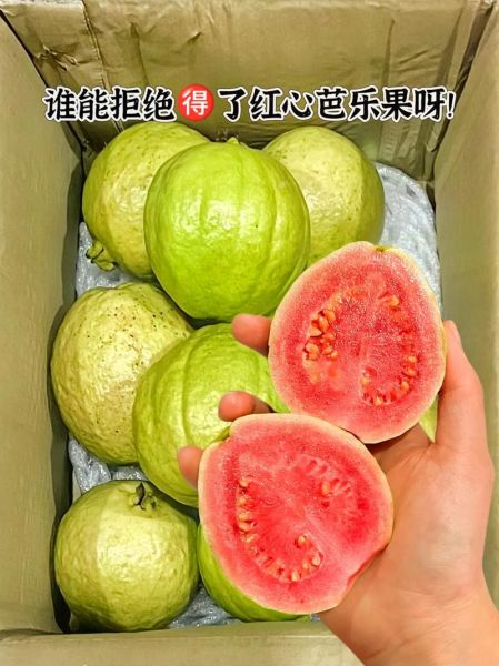 红心芭乐的功效与作用_红心芭乐禁忌有哪些-第3张图片-山城妙识 红心芭乐的功效与作用_红心芭乐禁忌有哪些-第3张图片-山城妙识