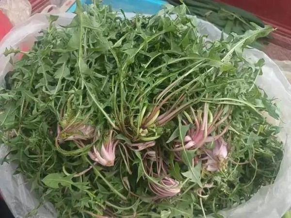 野生苦菜有几种_野生苦菜图片怎么分辨-第2张图片-山城妙识 野生苦菜有几种_野生苦菜图片怎么分辨-第2张图片-山城妙识