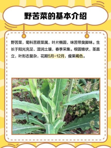 野生苦菜有几种_野生苦菜图片怎么分辨-第1张图片-山城妙识 野生苦菜有几种_野生苦菜图片怎么分辨-第1张图片-山城妙识