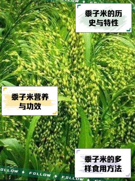 粟米和黍米有什么区别_哪个更营养-第2张图片-山城妙识 粟米和黍米有什么区别_哪个更营养-第2张图片-山城妙识