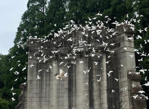 苜蓿园大街在哪里_苜蓿园大街有什么好玩的-第1张图片-山城妙识 苜蓿园大街在哪里_苜蓿园大街有什么好玩的-第1张图片-山城妙识