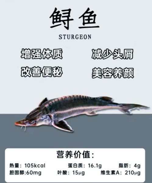 中华鲟可以冰冻后吃吗_冰冻中华鲟食用安全-第1张图片-山城妙识 中华鲟可以冰冻后吃吗_冰冻中华鲟食用安全-第1张图片-山城妙识