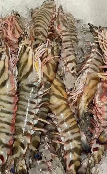 竹节虾多少钱一斤_竹节虾怎么做好吃-第1张图片-山城妙识 竹节虾多少钱一斤_竹节虾怎么做好吃-第1张图片-山城妙识