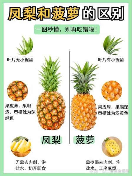 凤梨和菠萝的区别_凤梨是菠萝吗-第2张图片-山城妙识 凤梨和菠萝的区别_凤梨是菠萝吗-第2张图片-山城妙识