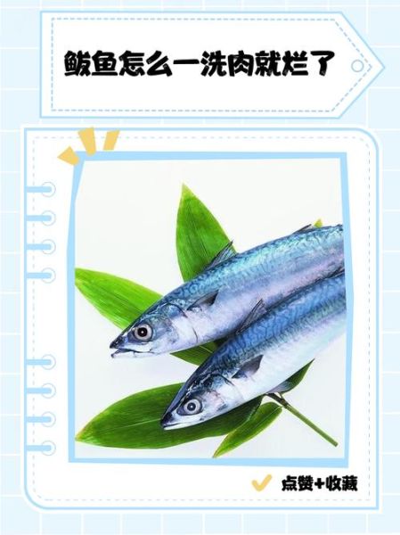 鲅鱼一洗肉就碎怎么办_鲅鱼肉易碎原因-第1张图片-山城妙识