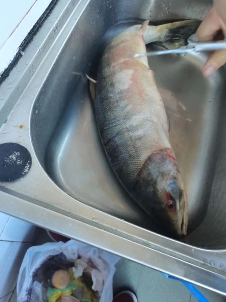 大马哈鱼怎么做好吃_大马哈鱼的家常做法大全-第3张图片-山城妙识 大马哈鱼怎么做好吃_大马哈鱼的家常做法大全-第3张图片-山城妙识