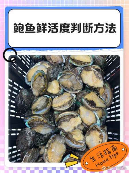 鲍鱼咬不动是太生还是太老_怎么判断-第1张图片-山城妙识