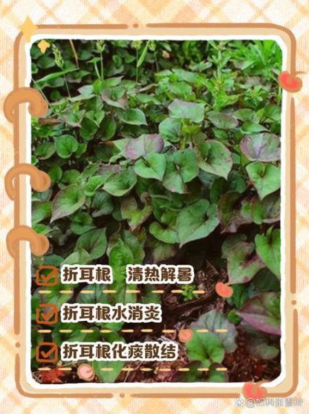 鱼腥草叶子有什么功效_鱼腥草叶子怎么泡水喝-第1张图片-山城妙识 鱼腥草叶子有什么功效_鱼腥草叶子怎么泡水喝-第1张图片-山城妙识