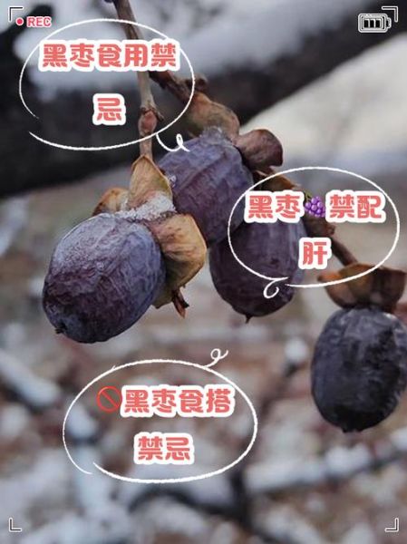 黑枣哪些人不能吃_黑枣禁忌人群-第1张图片-山城妙识 黑枣哪些人不能吃_黑枣禁忌人群-第1张图片-山城妙识