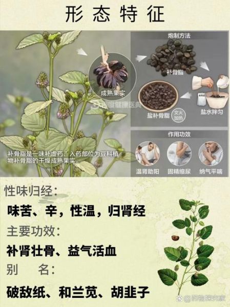 补骨脂的功效与作用_补骨脂的食用方法-第1张图片-山城妙识 补骨脂的功效与作用_补骨脂的食用方法-第1张图片-山城妙识