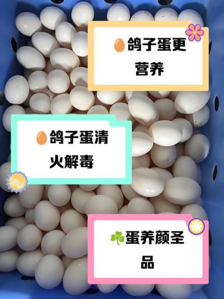 鸽子蛋营养价值比鸡蛋高吗_鸽子蛋和鸡蛋的区别-第2张图片-山城妙识