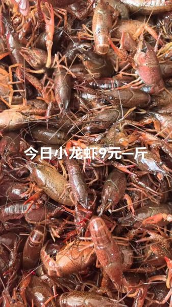 今日龙虾价格多少钱一斤_2024龙虾行情最新走势-第3张图片-山城妙识 今日龙虾价格多少钱一斤_2024龙虾行情最新走势-第3张图片-山城妙识