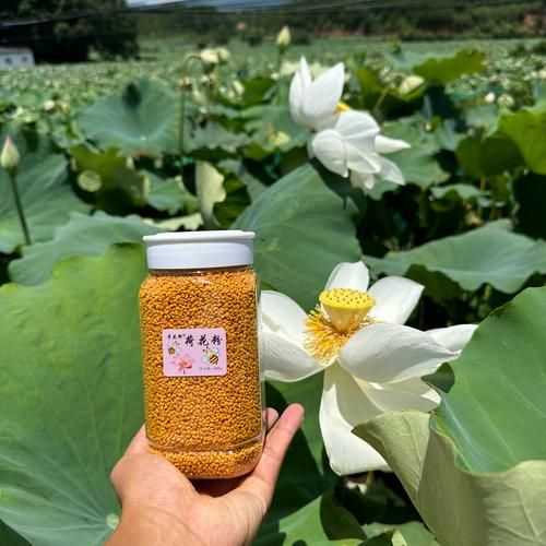 荷花粉的功效与作用_荷花粉怎么吃效果最好-第2张图片-山城妙识