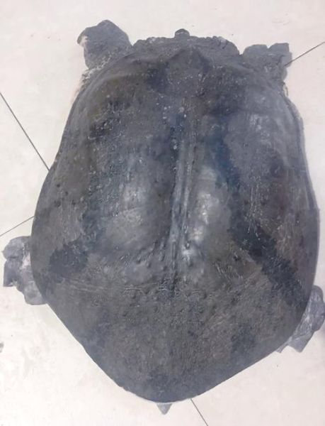 甲鱼多少钱一斤2021_甲鱼价格为什么差异大-第2张图片-山城妙识