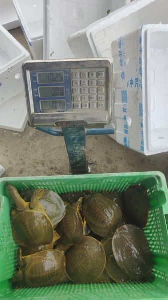 甲鱼多少钱一斤2021_甲鱼价格为什么差异大-第3张图片-山城妙识