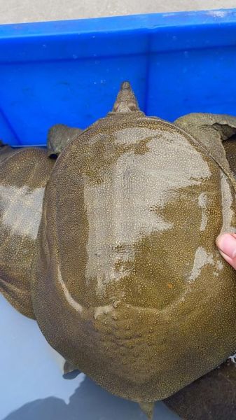 甲鱼多少钱一斤2021_甲鱼价格为什么差异大-第1张图片-山城妙识