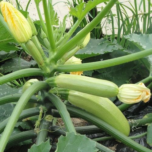 西葫芦别名叫什么_西葫芦各地叫法大全-第1张图片-山城妙识