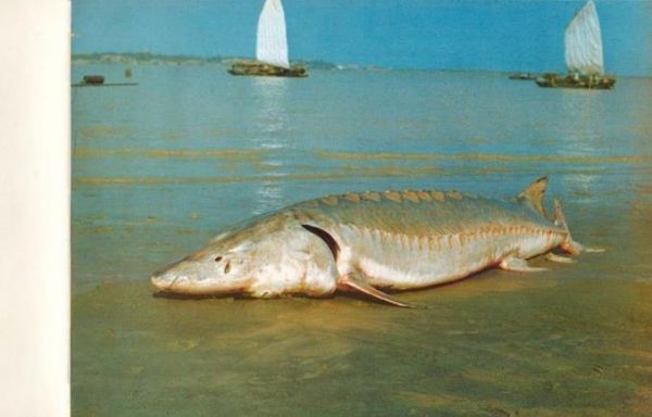 野生中华鲟长什么样_野生中华鲟图片特征-第1张图片-山城妙识