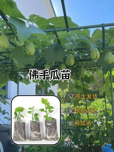 龙须菜是什么瓜的藤_龙须菜和佛手瓜关系-第1张图片-山城妙识 龙须菜是什么瓜的藤_龙须菜和佛手瓜关系-第1张图片-山城妙识