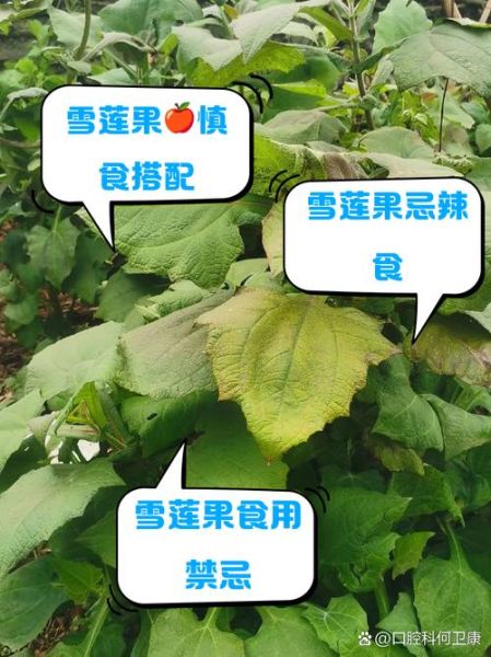雪莲果不能和什么一起吃_雪莲果相克食物有哪些-第2张图片-山城妙识