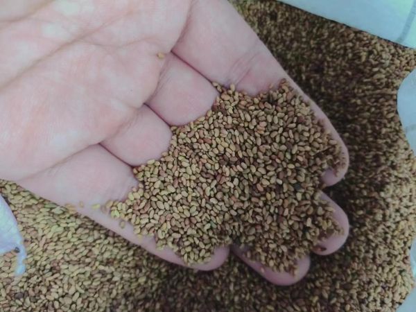 紫花苜蓿种子多少钱一斤_紫花苜蓿种子价格行情-第2张图片-山城妙识