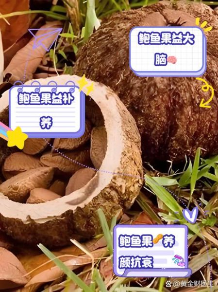 鲍鱼果的功效与作用_鲍鱼果的禁忌人群-第2张图片-山城妙识 鲍鱼果的功效与作用_鲍鱼果的禁忌人群-第2张图片-山城妙识