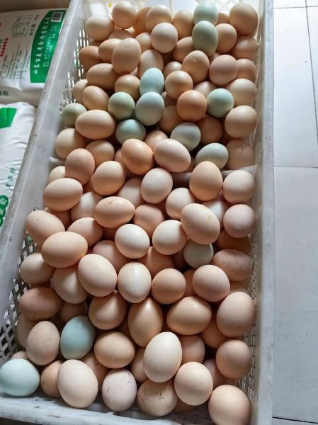 草鸡蛋价格多少钱一斤_草鸡蛋为什么贵-第2张图片-山城妙识 草鸡蛋价格多少钱一斤_草鸡蛋为什么贵-第2张图片-山城妙识